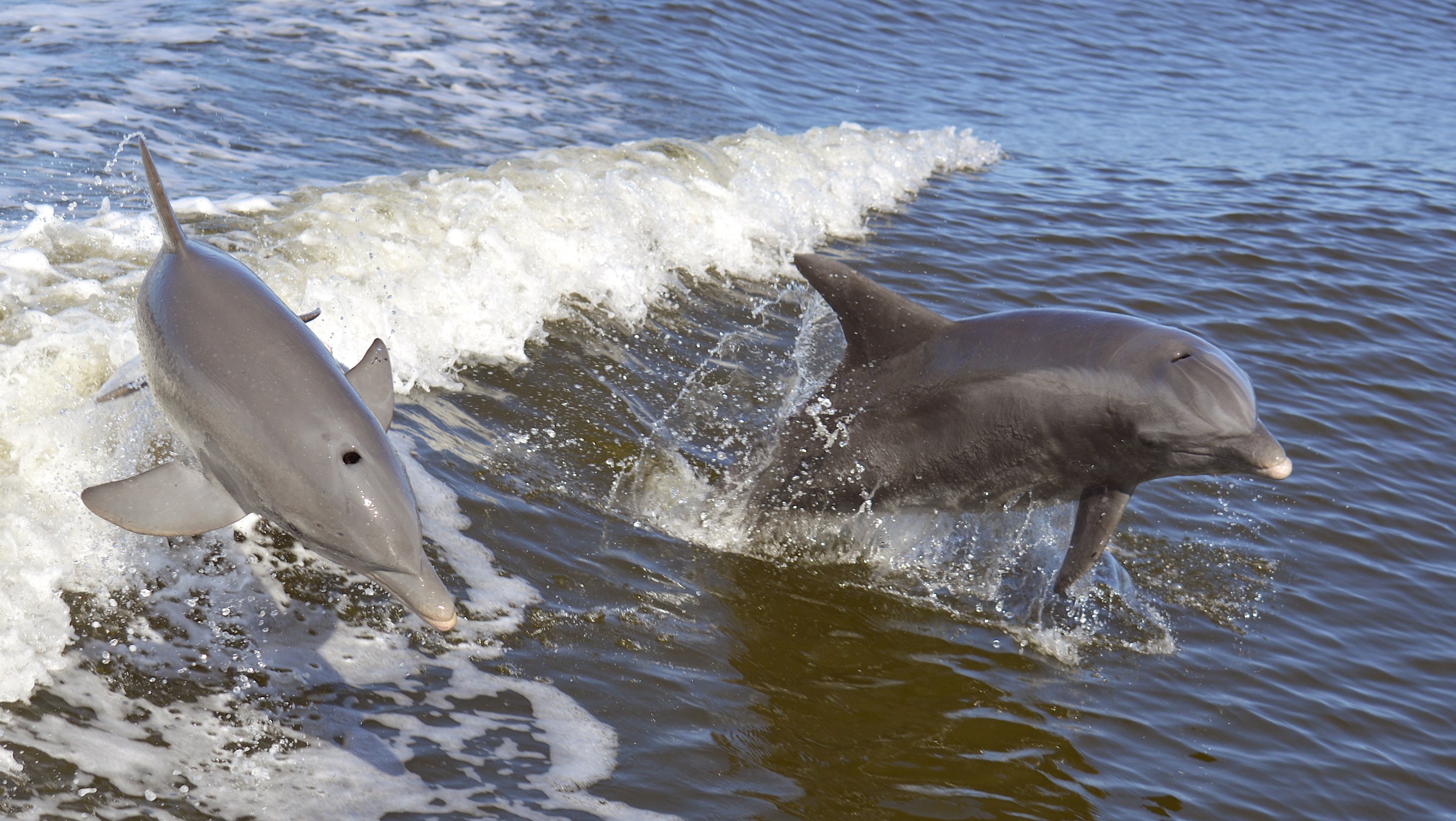 About the Boat | The Dolphin Explorer