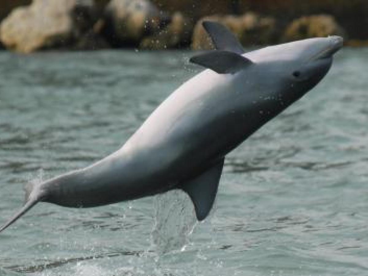 Photo Gallery | The Dolphin Explorer