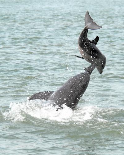 The Dolphin Explorer | Top-Rated Marco Island Dolphin Tours