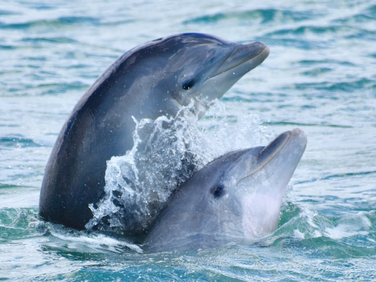 Photo Gallery | The Dolphin Explorer